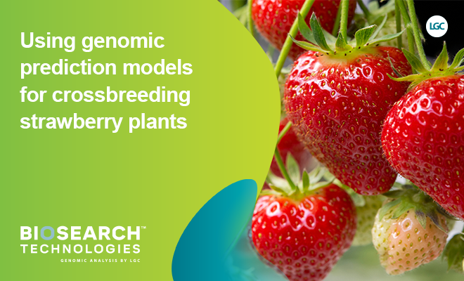 Large-scale genotyping in strawberry genomic selection